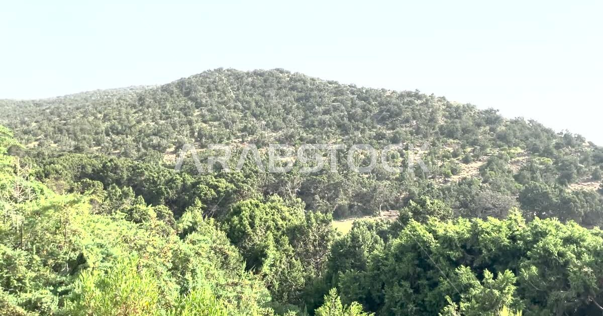 Al-Soudah Mountains in Abha, Saudi Arabia, green trees and plants ...