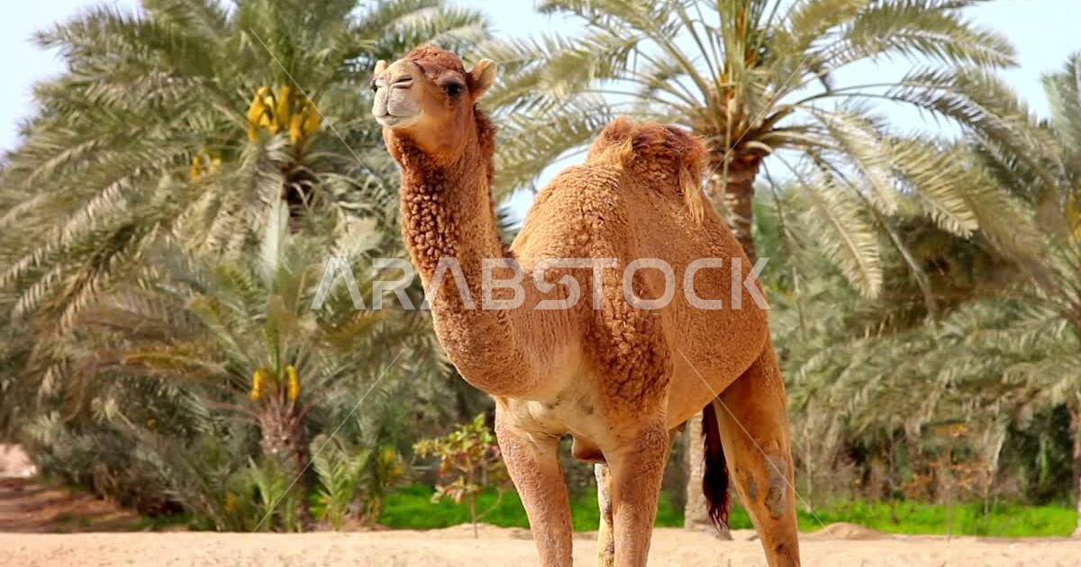 Close-up of a camel in a nature reserve, green trees and plants, camel ...