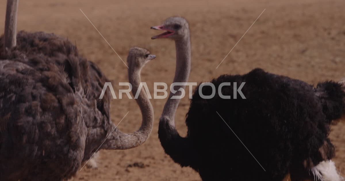 Ostrich bird in one of the nature reserves in the Kingdom of Saudi ...