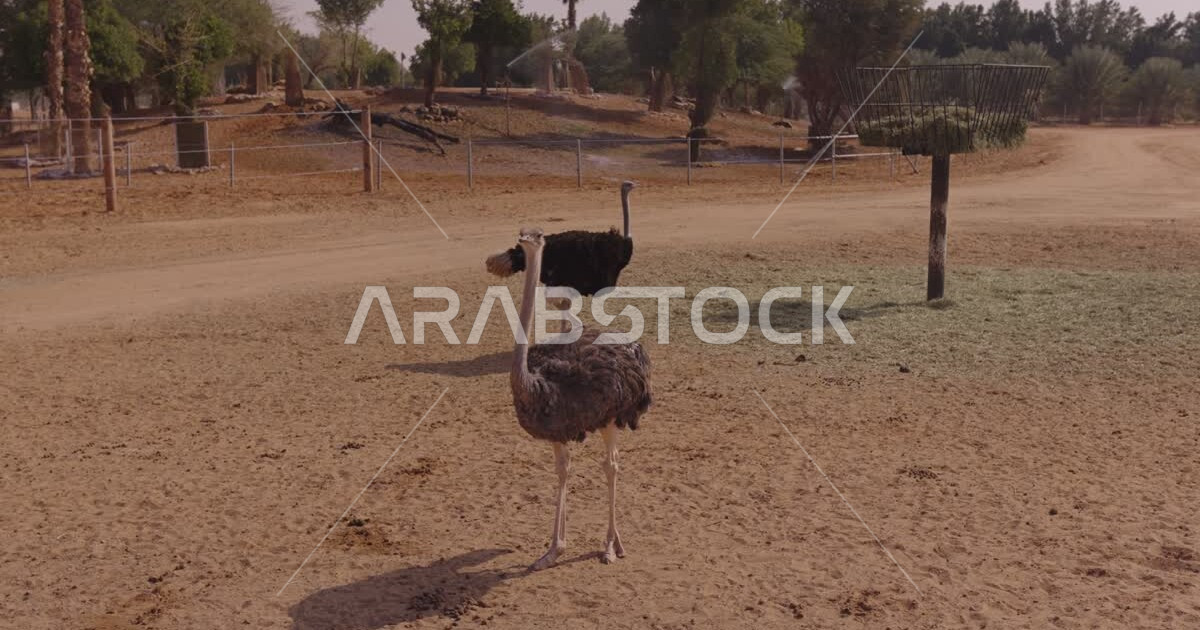 Ostrich bird in one of the nature reserves in the Kingdom of Saudi ...