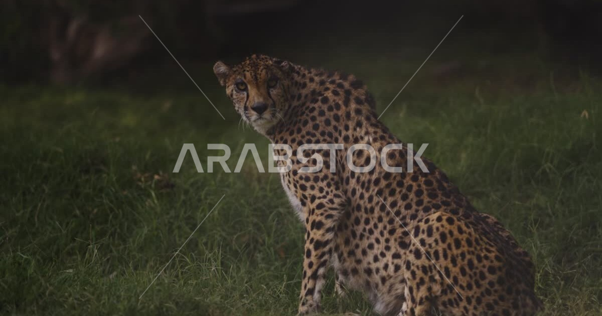 Cheetah in a forest, predator, zoo in Saudi Arabia, cheetah on green ...