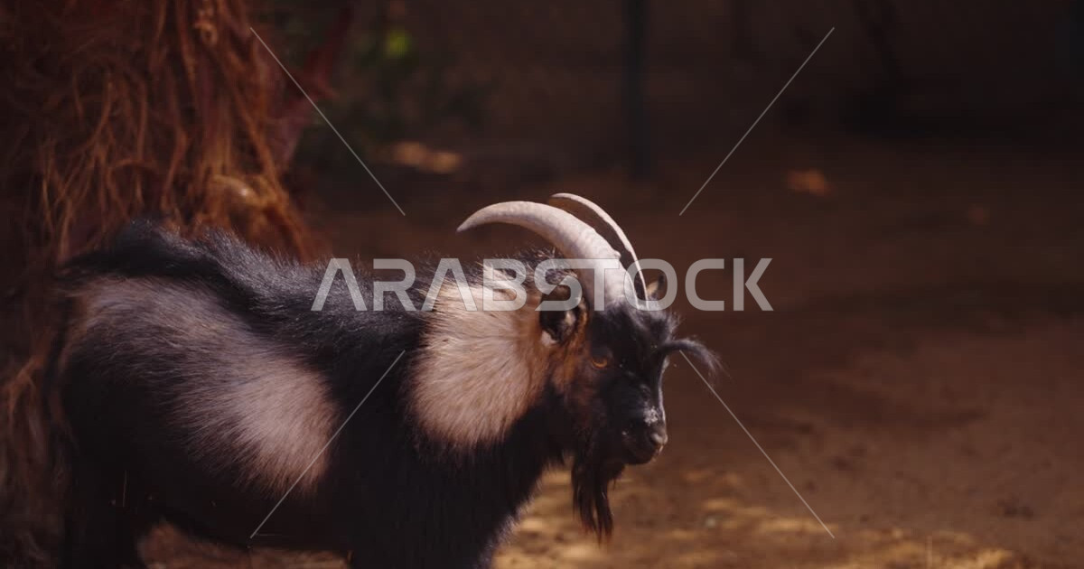 Goat animal in one of the nature reserves in the Kingdom of Saudi ...