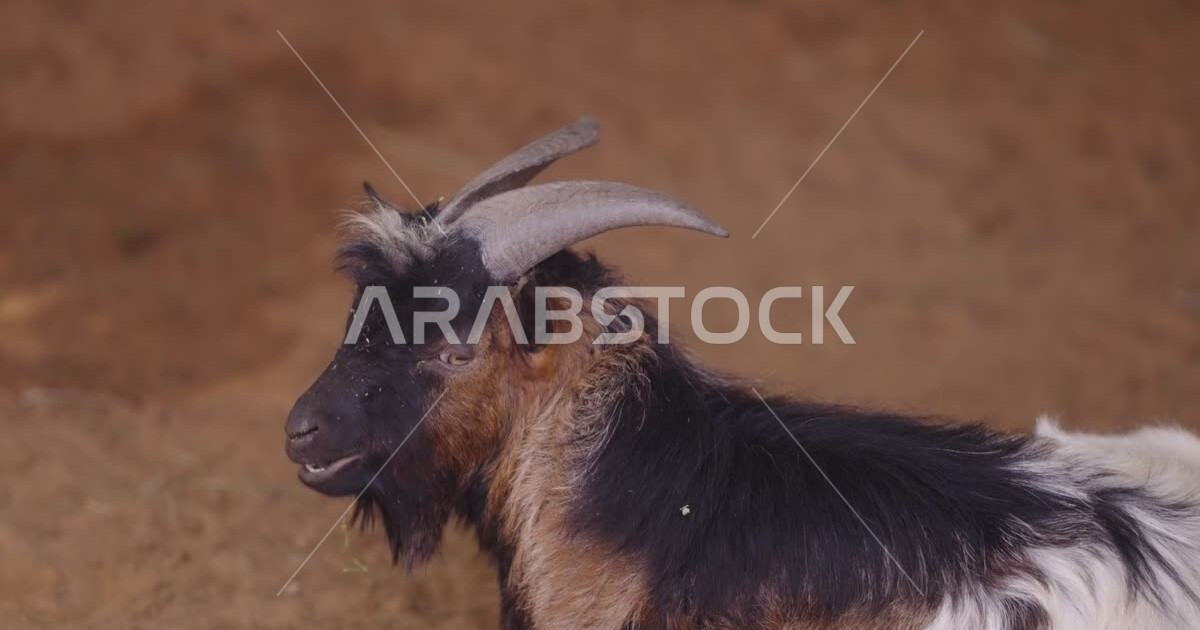 Goat animal in one of the nature reserves in the Kingdom of Saudi ...