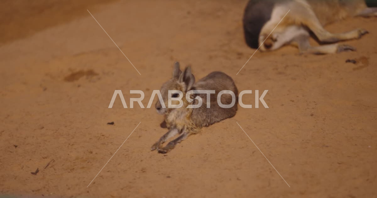 A Patagonian capybara in a nature reserve in the Kingdom of Saudi ...