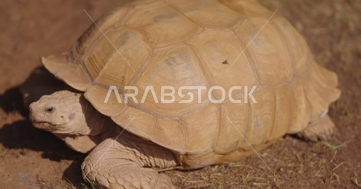 A wild turtle in a nature reserve in the Kingdom of Saudi Arabia, a ...