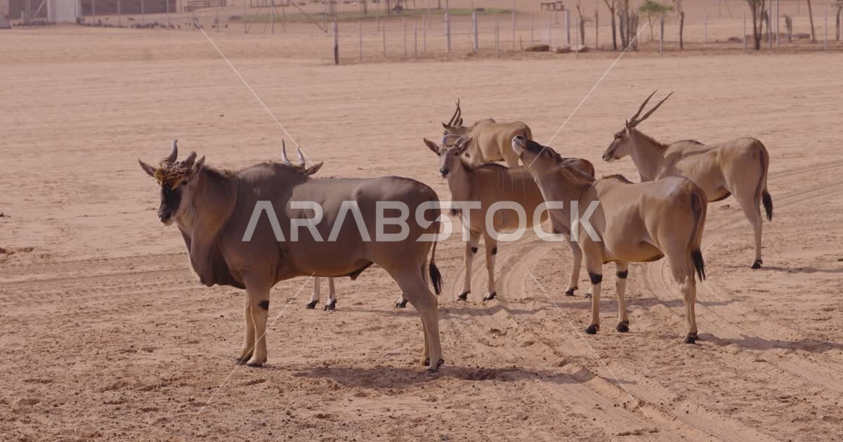 A group of Arabian Oryx animals in a nature reserve in the Kingdom of ...