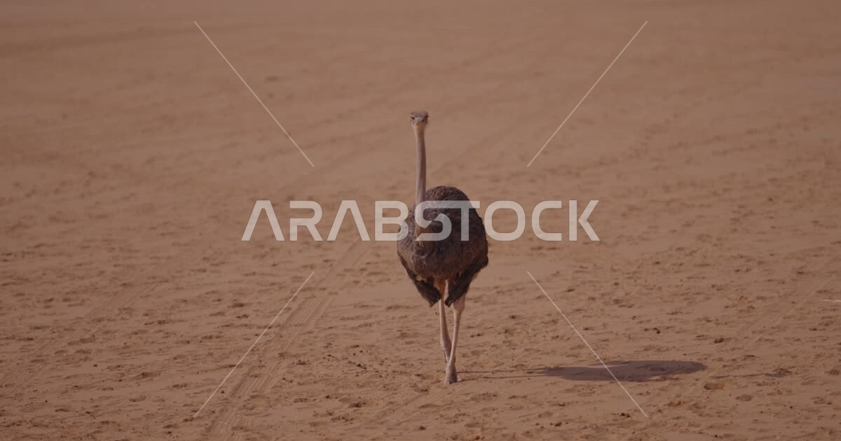 Ostrich bird in one of the nature reserves in the Kingdom of Saudi ...