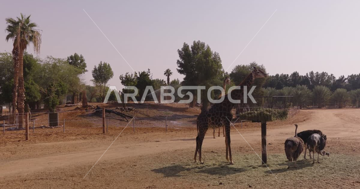 Wild animals in one of the nature reserves in the Kingdom of Saudi ...