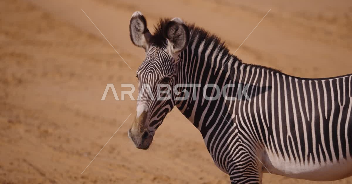 Zebra animal in a nature reserve in the Kingdom of Saudi Arabia, black ...