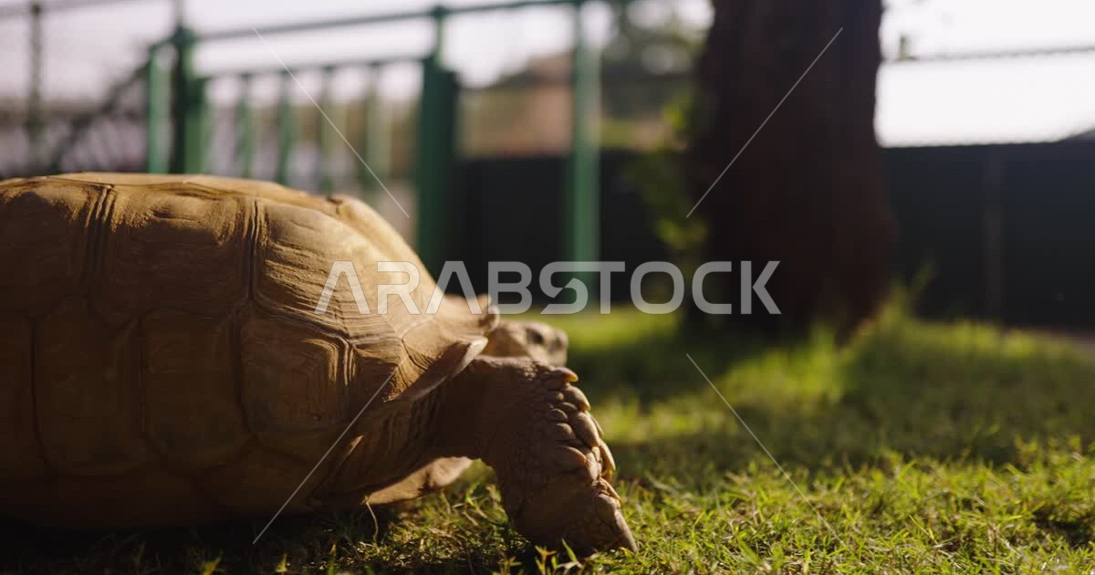 Close-up of a turtle in a zoo, wild animals, gardens and parks, a zoo ...