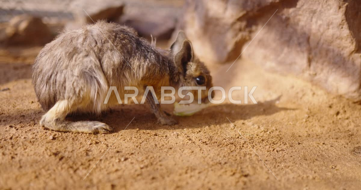 Close-up of a wild rabbit eating a piece of lettuce in the zoo, wild ...