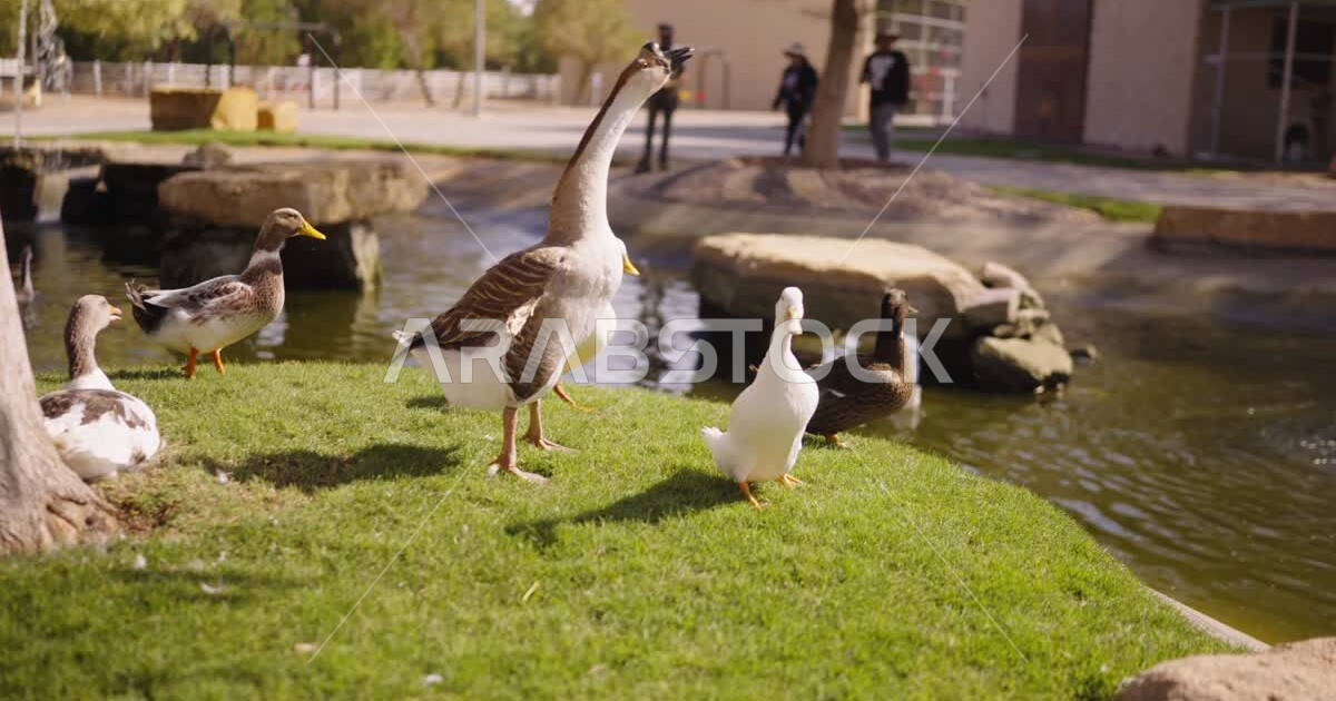 A group of ducks in a zoo in the Kingdom of Saudi Arabia, trees and ...