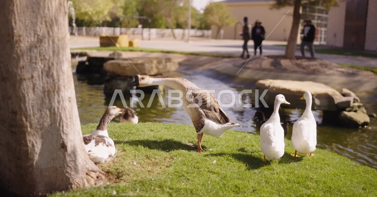 A group of ducks in a zoo in the Kingdom of Saudi Arabia, trees and ...