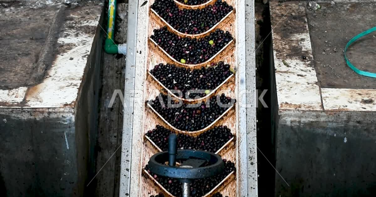 Processing ripe olives for pressing, olive pressing machines, olive oil ...