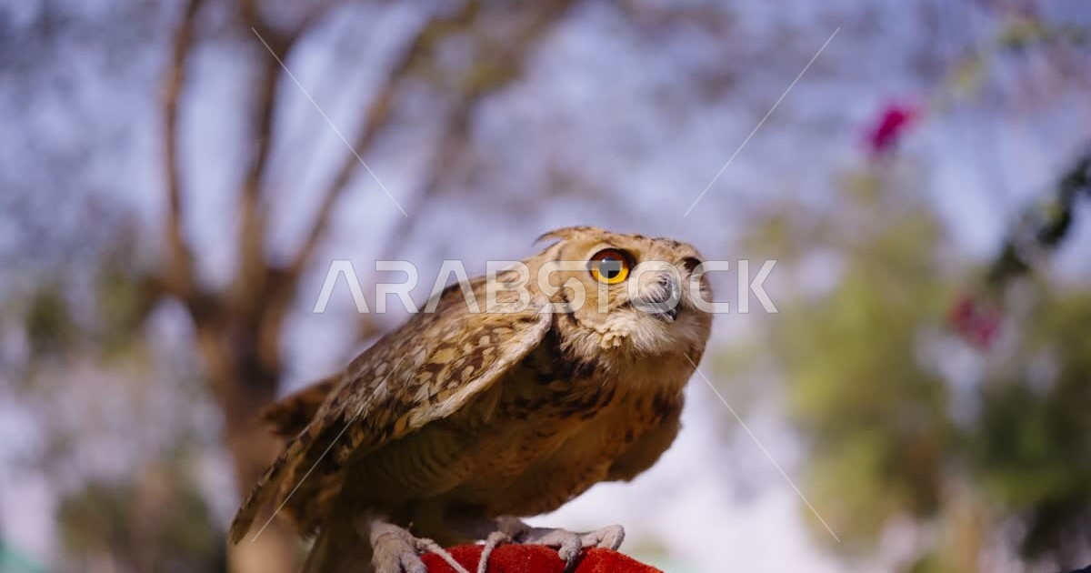 Owl bird, visual acuity, birds of prey, hunting trips, breeding and ...