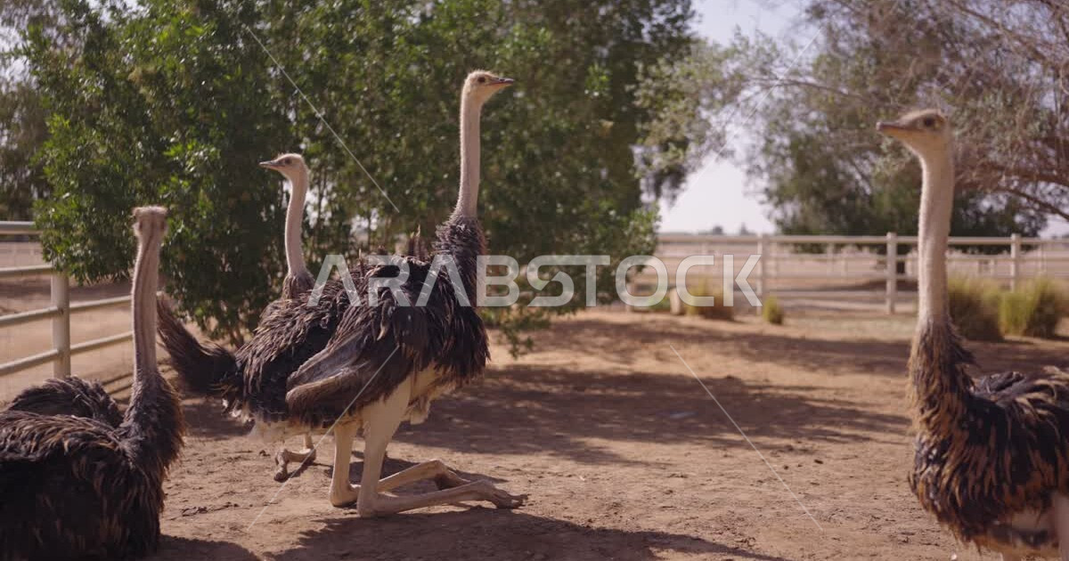 Ostrich bird in one of the nature reserves in the Kingdom of Saudi ...