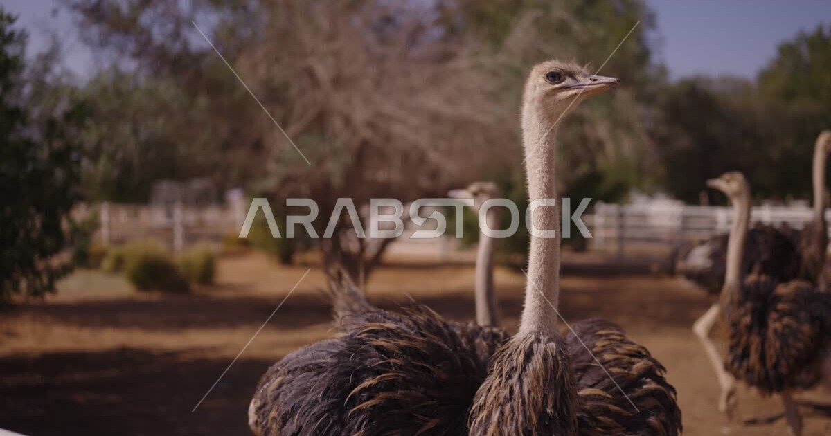 Ostrich bird in one of the nature reserves in the Kingdom of Saudi ...