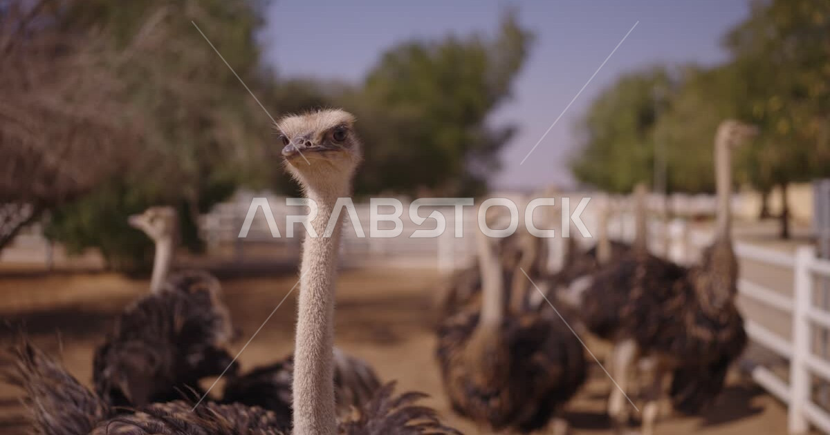 Ostrich bird in one of the nature reserves in the Kingdom of Saudi ...