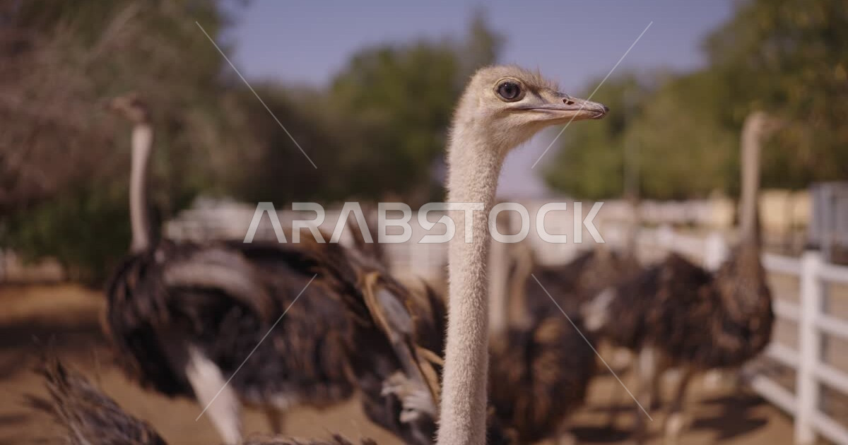 Ostrich bird in one of the nature reserves in the Kingdom of Saudi ...