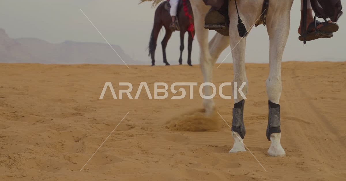 Close-up of a purebred Arabian horse in the desert, horseback riding ...