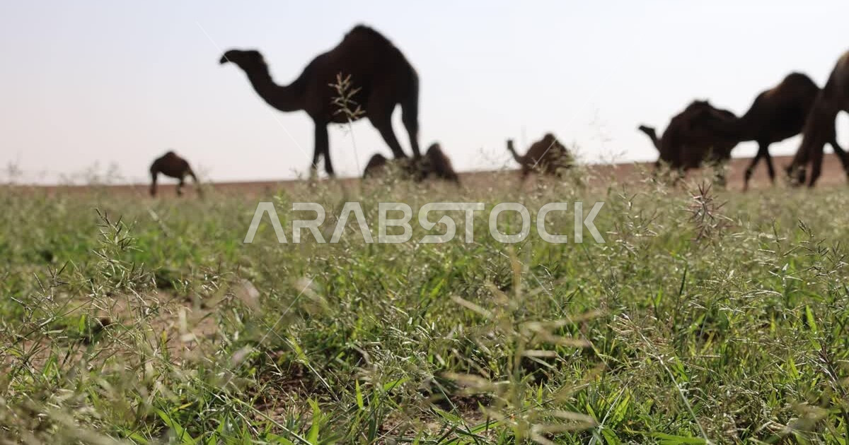 Arabian camel animal in one of the nature reserves in the Kingdom of ...