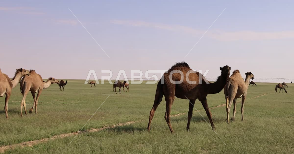 Arabian camel animal in one of the nature reserves in the Kingdom of ...