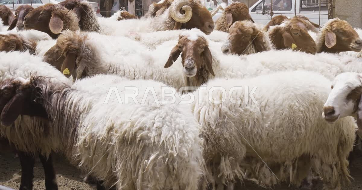Sheep animals in the Kingdom’s farms, sheep and sheep market, sheep ...