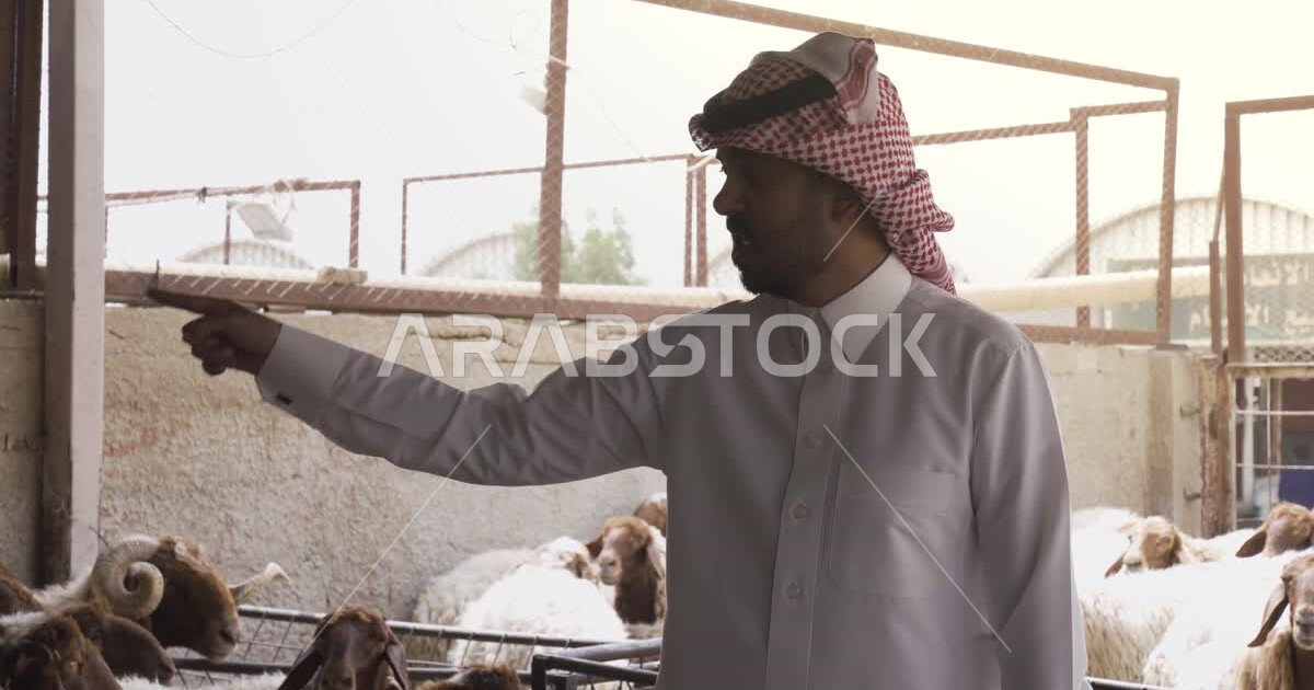 A Saudi Arabian Gulf man is choosing a sacrifice for Eid al-Adha from ...