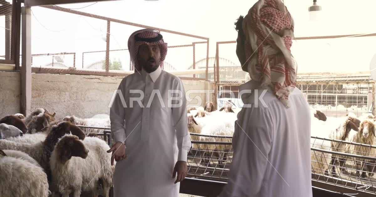 A Saudi Arabian Gulf man is choosing a sacrifice for Eid al-Adha from ...