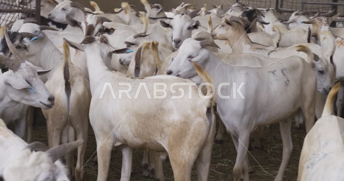Goats in the Kingdom's farms, sheep and sheep market, sheep, and ...