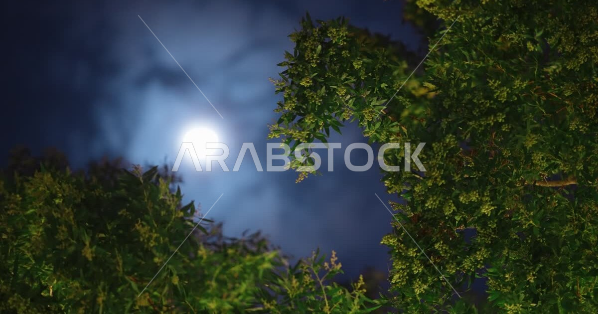 Slow motion of shaking tree branches, moonlight among trees, moonlit ...