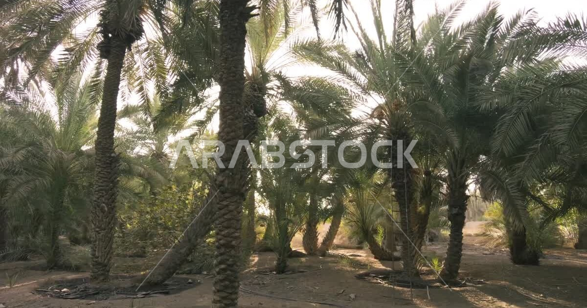 Green palm tree farms in the Kingdom of Saudi Arabia, Saudi oases ...
