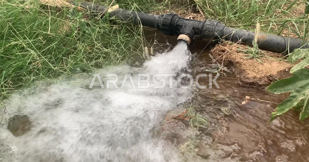 Close-up of water flow from a water pipe in an agricultural land, plant ...