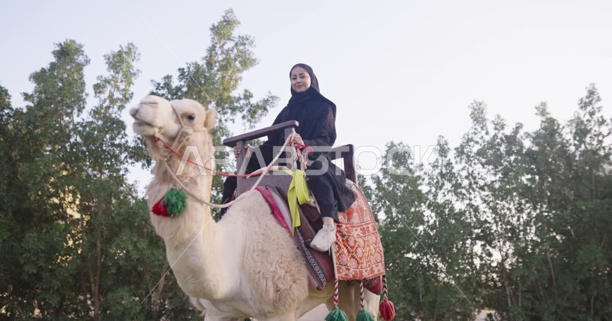A Saudi Gulf Arab woman riding an Arabian camel, recreational ...