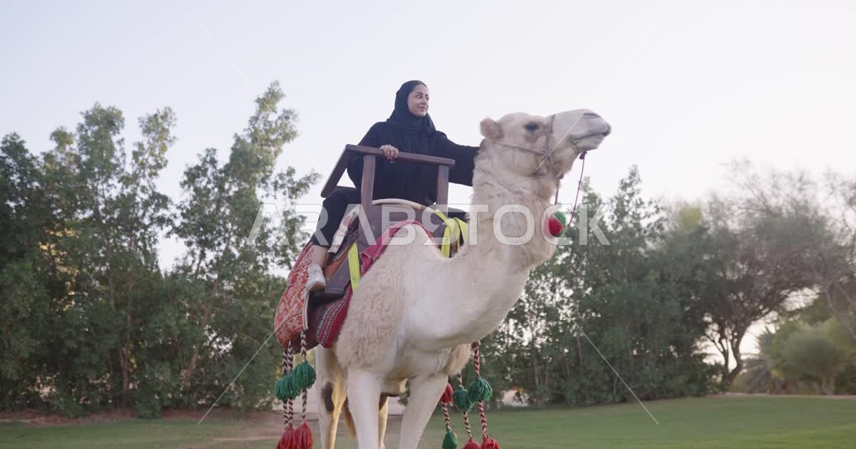 A Saudi Gulf Arab woman riding an Arabian camel, recreational ...
