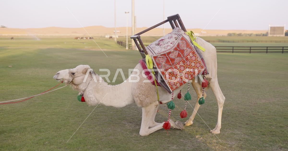 Arabian camel animal in one of the nature reserves in the Kingdom of ...