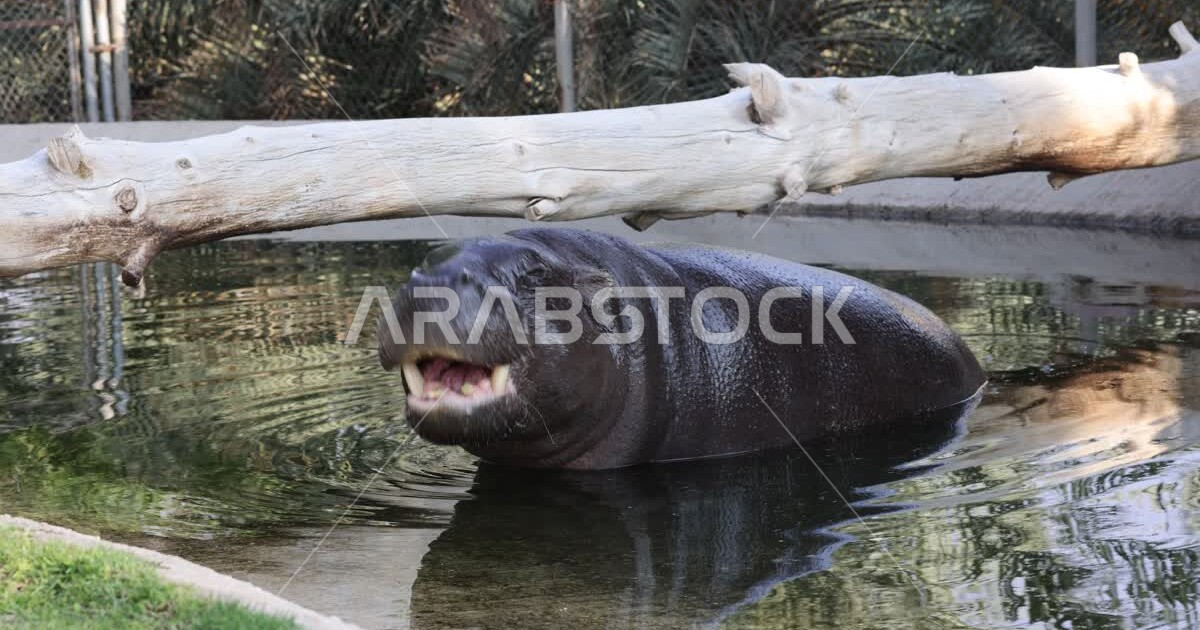 A hippopotamus inside the lake at the Saudi Arabian Zoo, a nature ...
