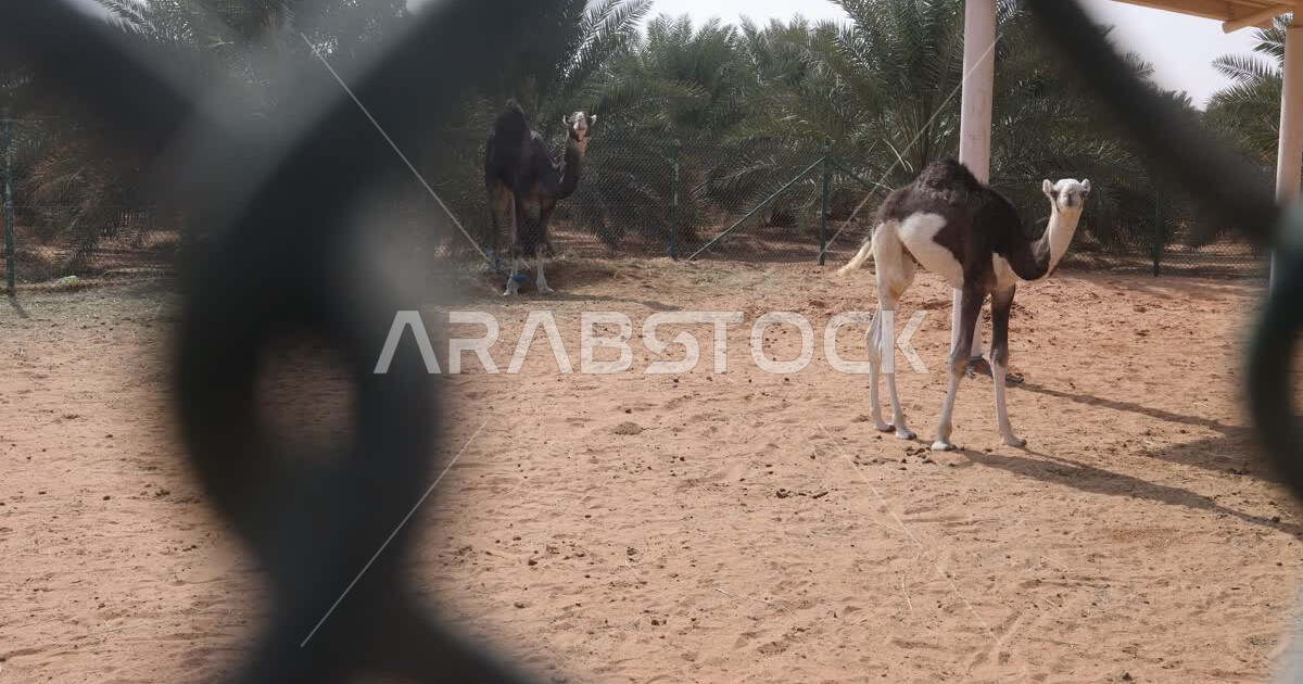 Arabian camel animal in one of the nature reserves in the Kingdom of ...