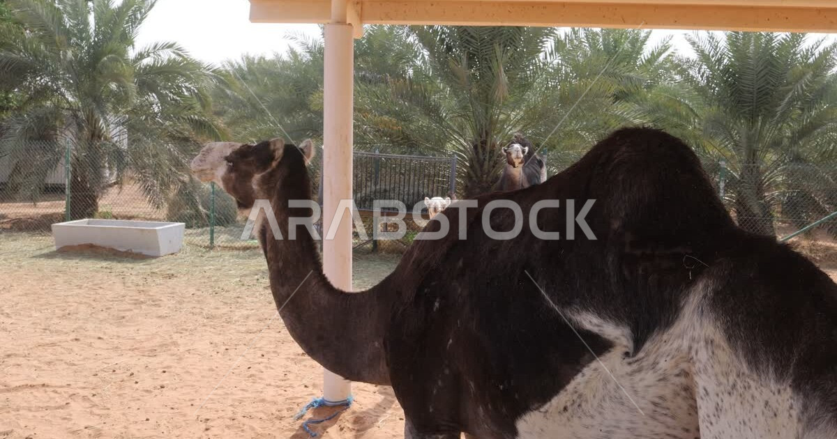 Arabian camel animal in one of the nature reserves in the Kingdom of ...