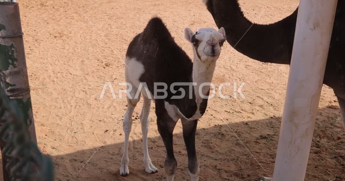 Arabian camel animal in one of the nature reserves in the Kingdom of ...