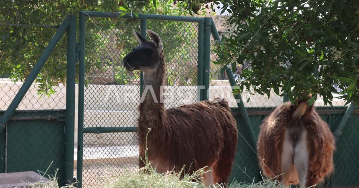 Llama animal in a nature reserve in the Kingdom of Saudi Arabia, a ...