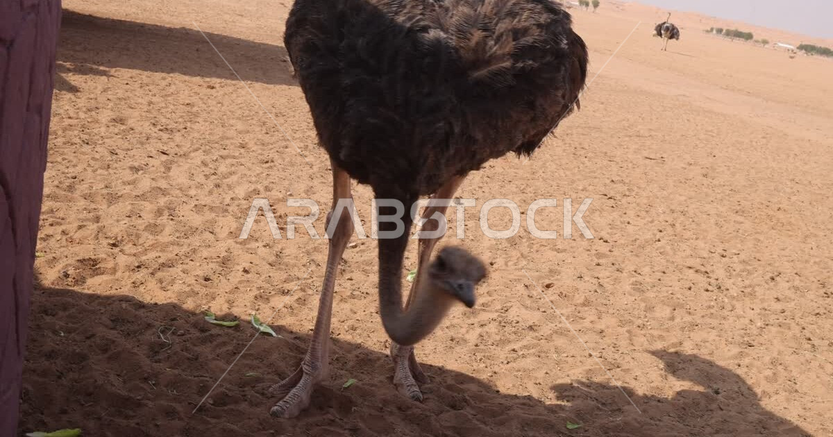 Ostrich bird in one of the nature reserves in the Kingdom of Saudi ...
