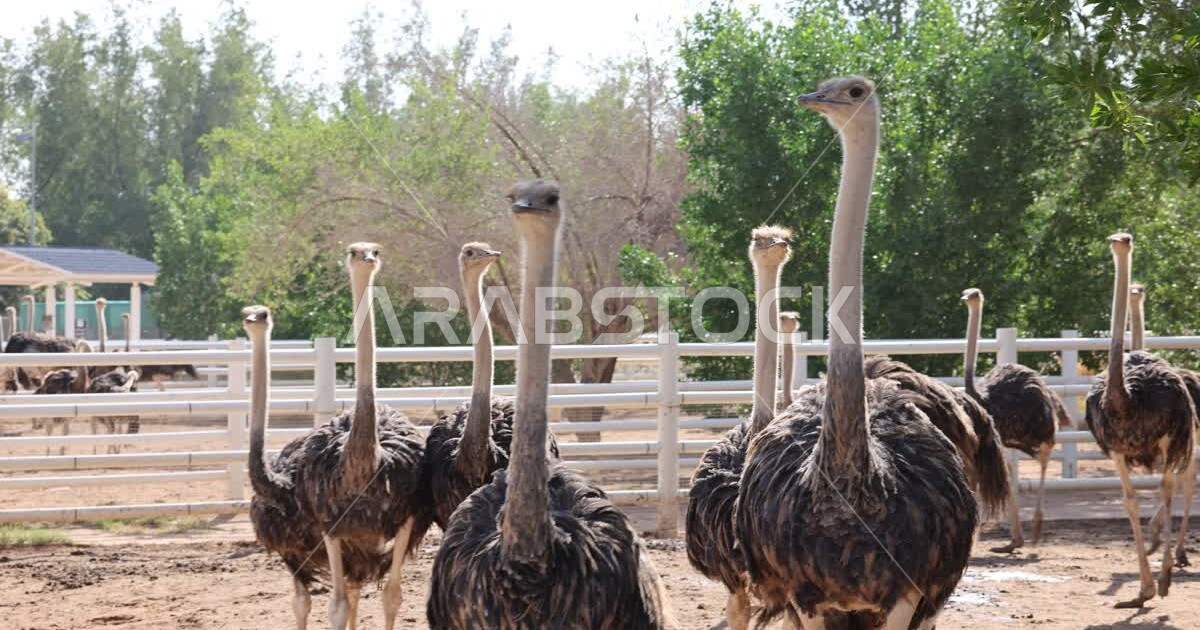 Ostrich bird in one of the nature reserves in the Kingdom of Saudi ...