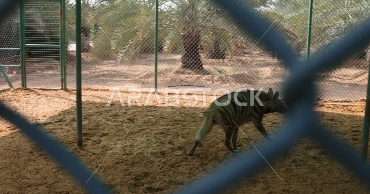 Striped hyena animal in a nature reserve in the Kingdom of Saudi Arabia ...