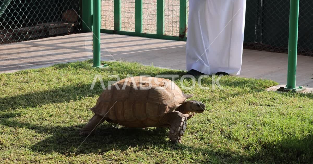 A wild turtle in a nature reserve in the Kingdom of Saudi Arabia, a ...