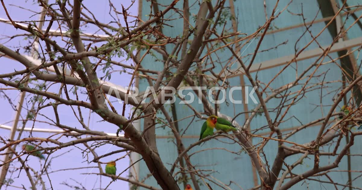 A group of birds standing on tree branches in a natural bird sanctuary ...