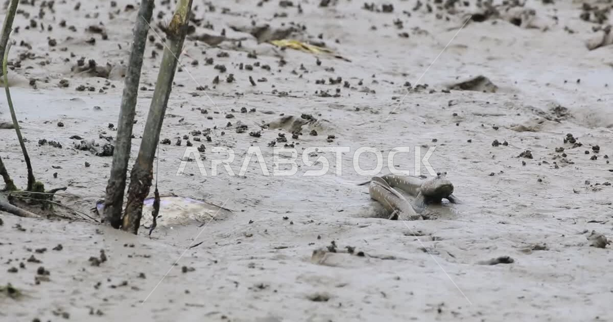 two fish out of water, seashore, sea sand, amphibian fish, amphibian ...