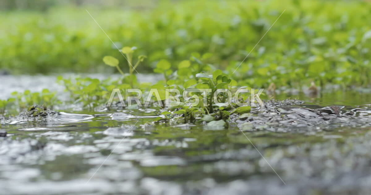 Close-up of green grassy plants, green nature, watercress plant ...