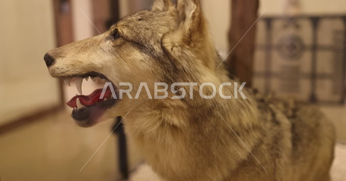 Model of a wolf animal, exhibitions in the Kingdom of Saudi Arabia ...