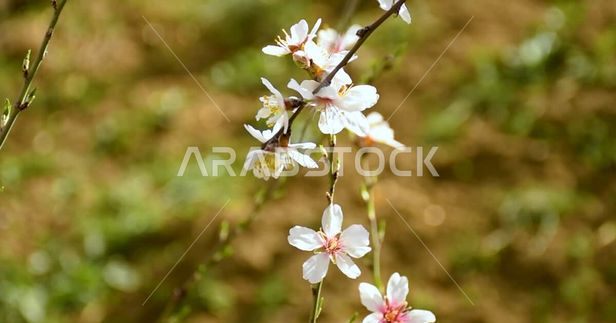 Almond tree blossoms, open white flowers, nature in spring, flowering ...